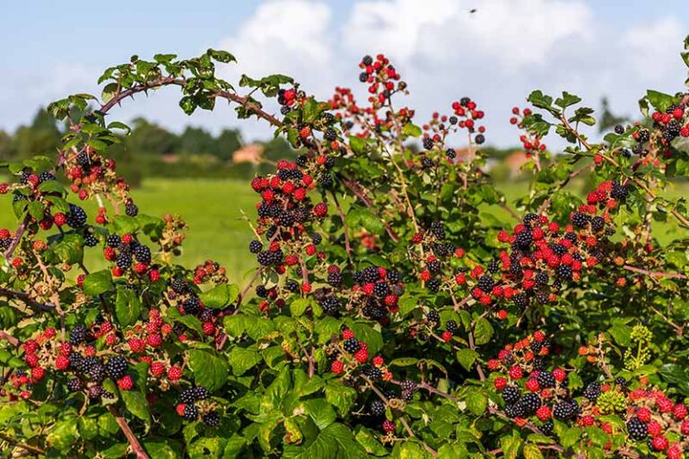Unlock the Secrets to Pruning and Staking Bramble Berries for a ...