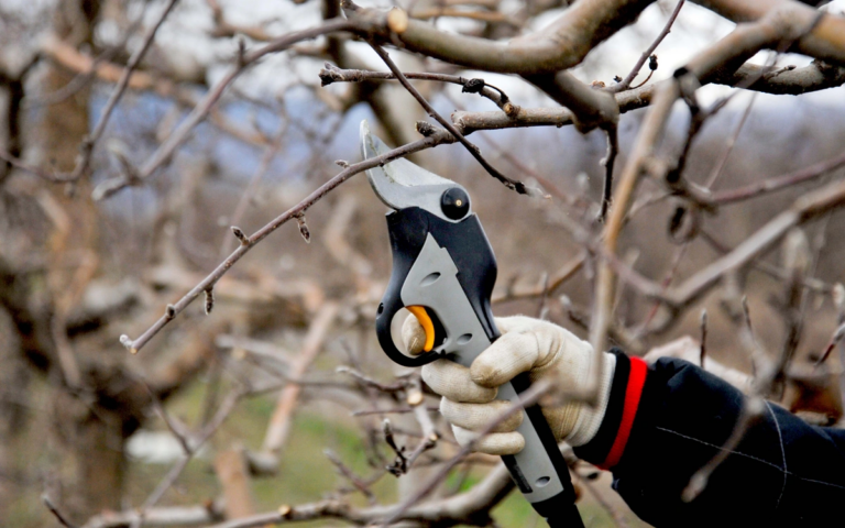 Winter Pruning: Essential Tips for Healthy Trees and Shrubs - green garden