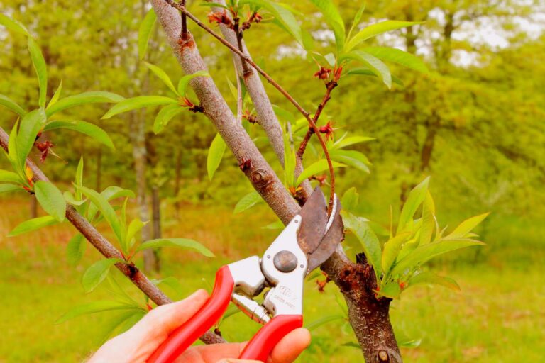 Pruning peach trees for a bountiful harvest - green garden
