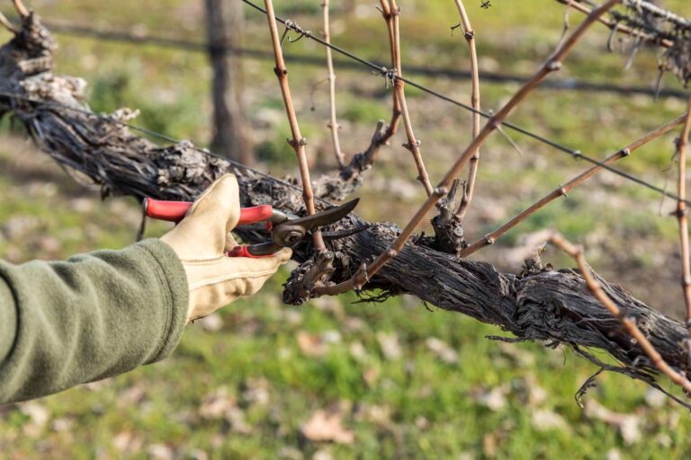 Key Tips for Pruning and Caring for Grape Vines - green garden