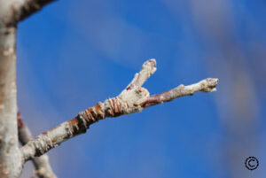 Understanding Tree Vigor and Pruning for Optimal Growth - green garden