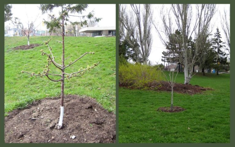 Essential Guide to Pruning Young Trees for a Healthy Future - green garden