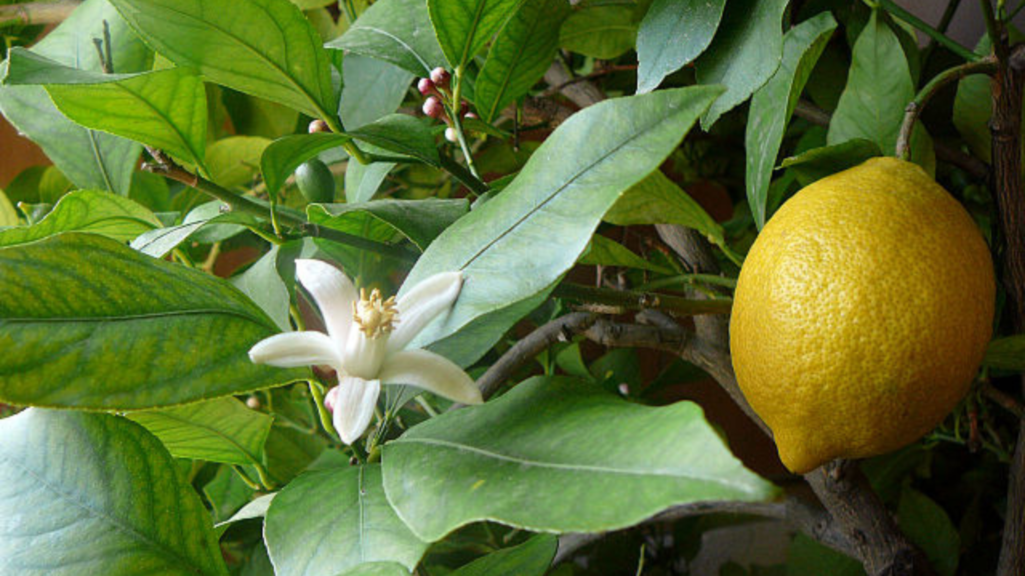 The Incredible Benefits of Lemon Leaves: Nature’s Hidden Treasure ...