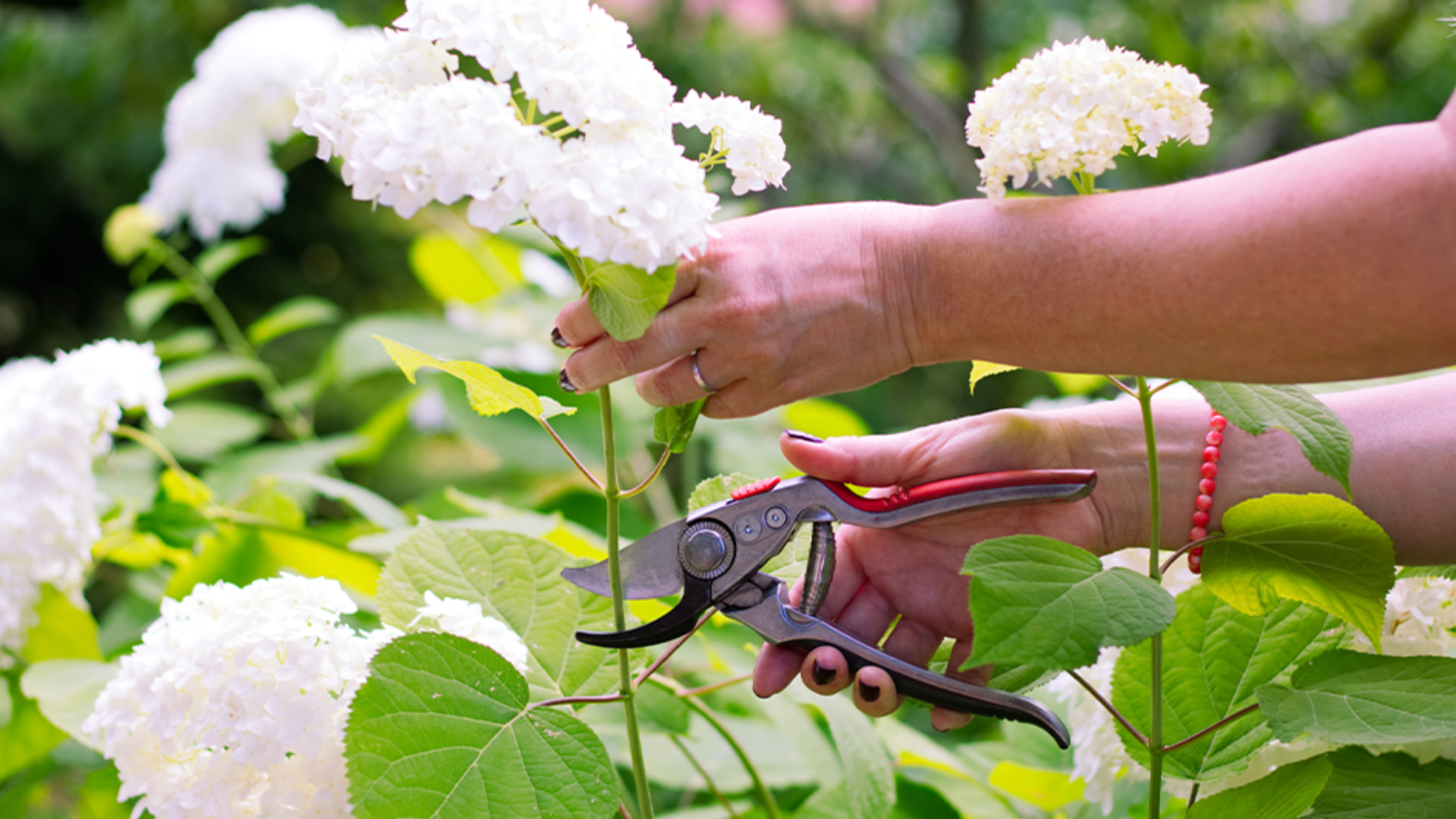 Pruning Hydrangeas: Optimal Timing for Each Growing Zone - green garden