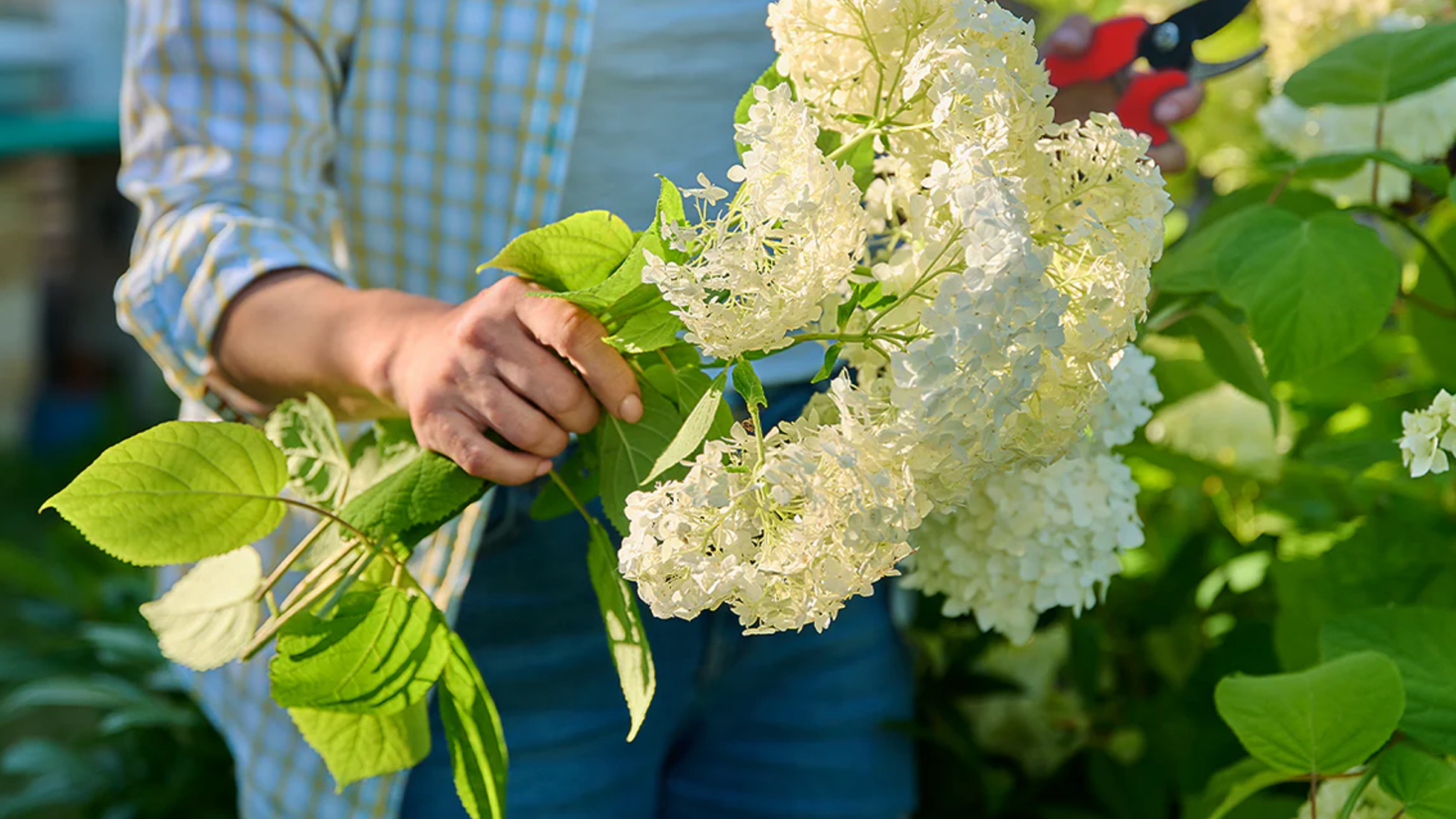 Pruning Hydrangeas: Optimal Timing for Each Growing Zone - green garden