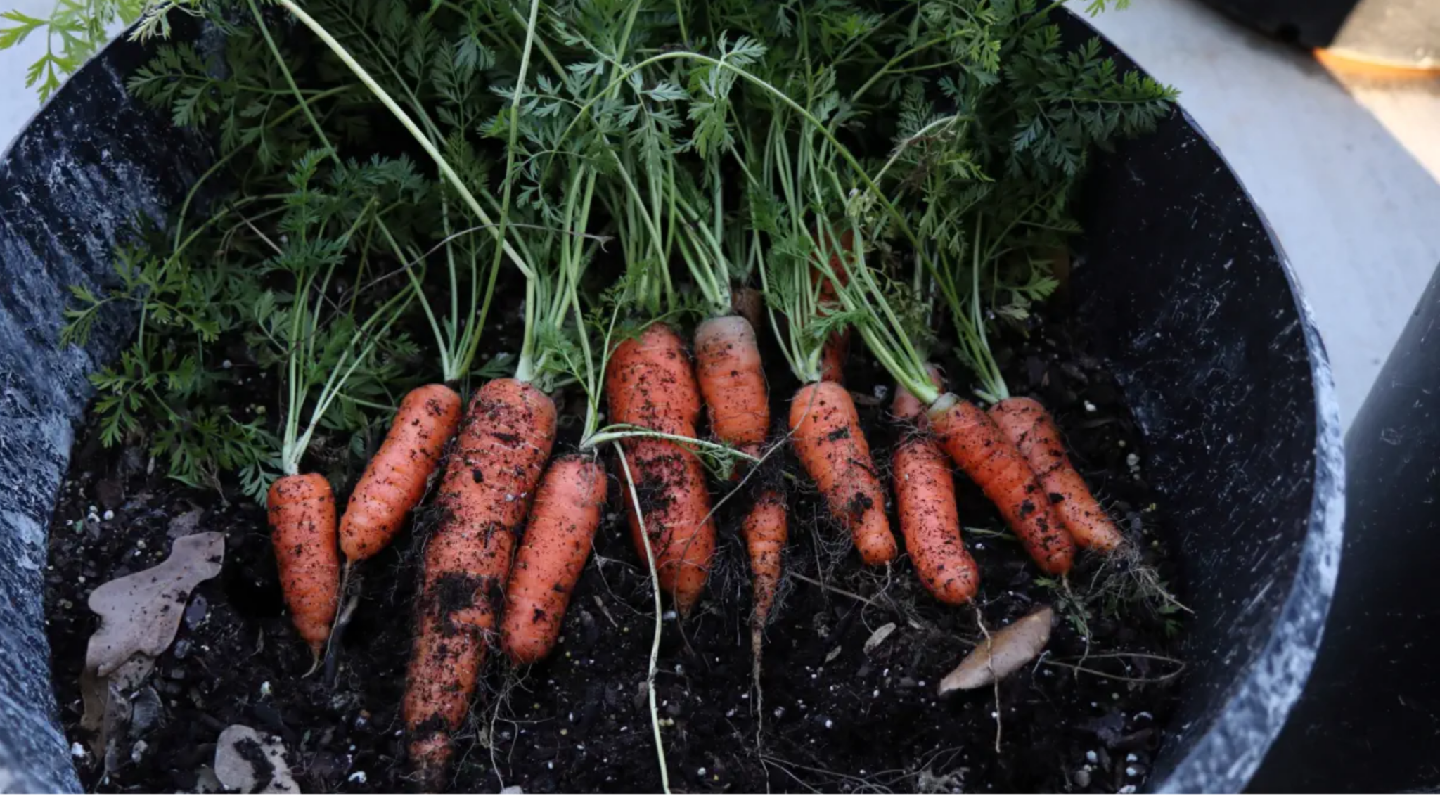 Your Comprehensive Guide to Growing Carrots in 5-Gallon Buckets - green ...