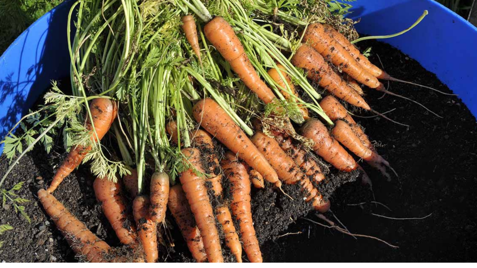 Your Comprehensive Guide to Growing Carrots in 5-Gallon Buckets - green ...