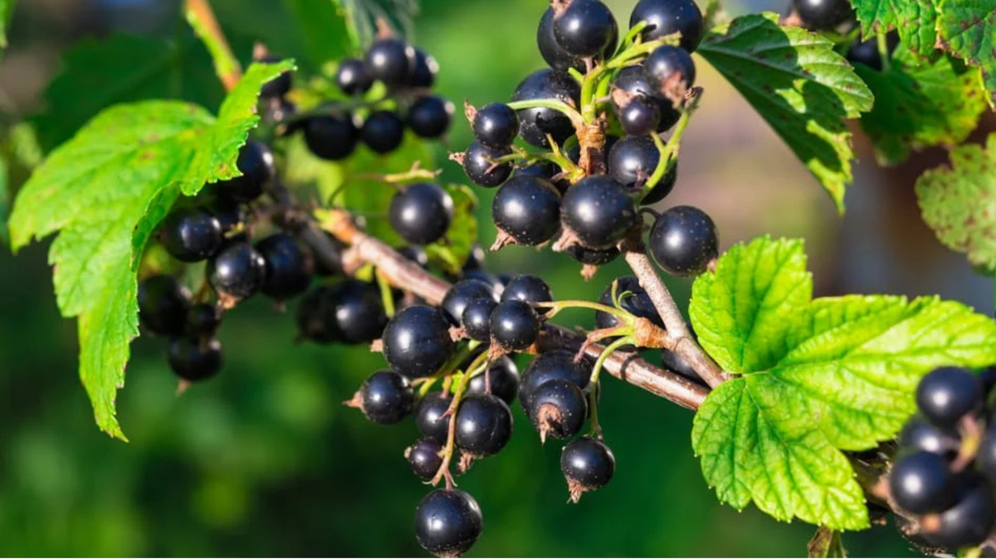 Pruning Black Currants: A Comprehensive Guide - green garden