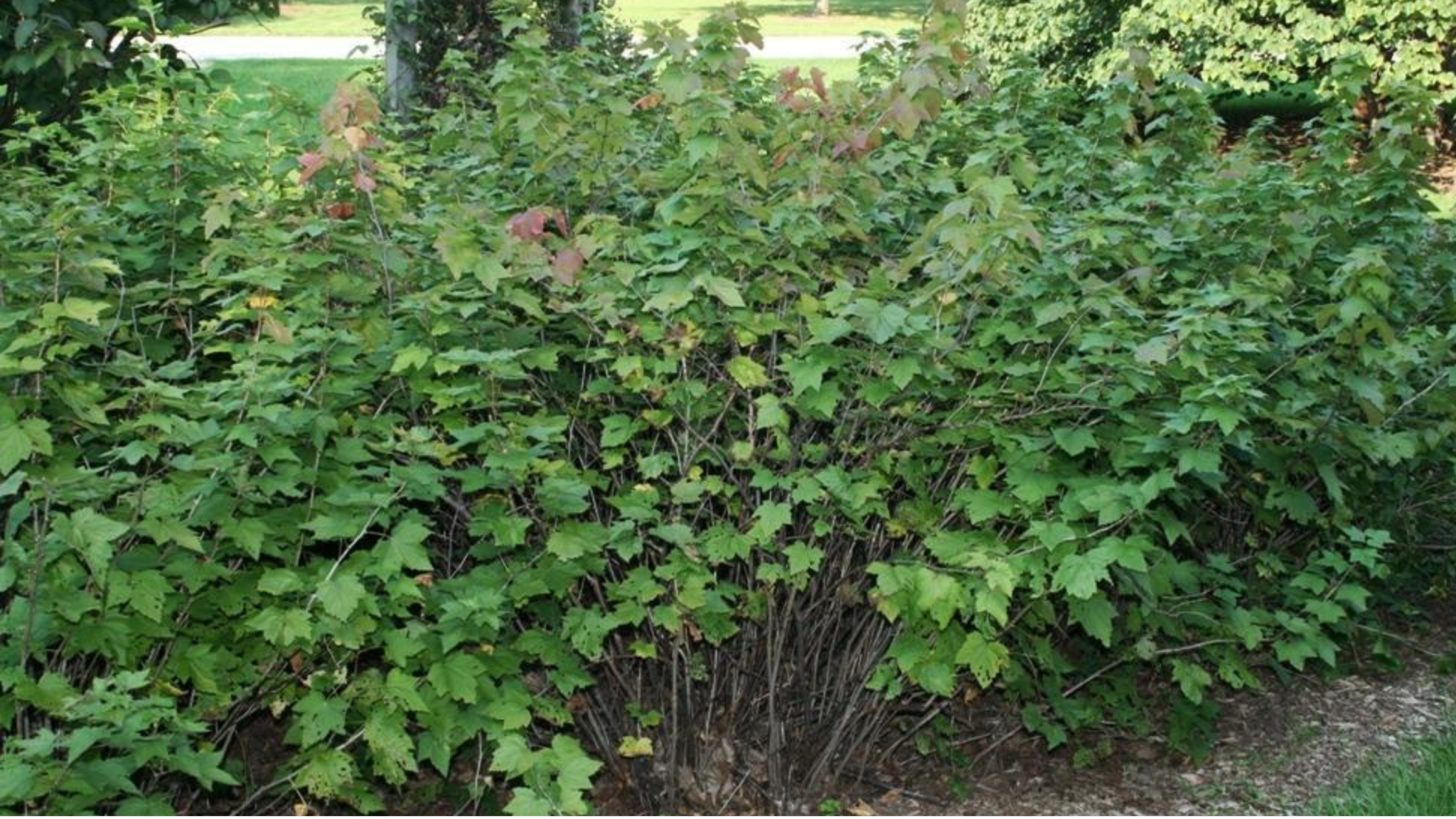 Pruning Black Currants: A Comprehensive Guide - green garden