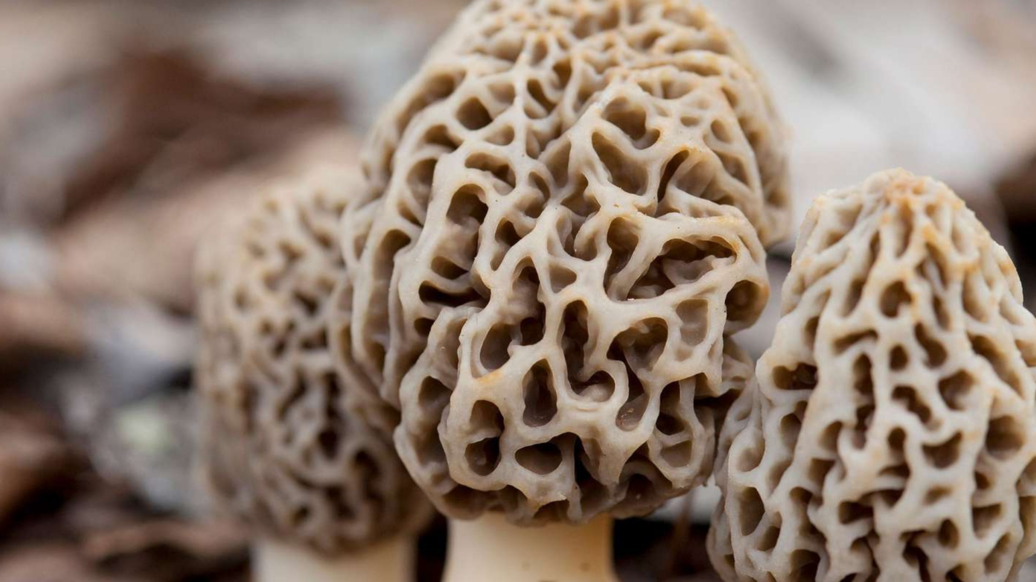 Discover the Marvelous World of Morel Mushrooms: Types, Benefits, and ...