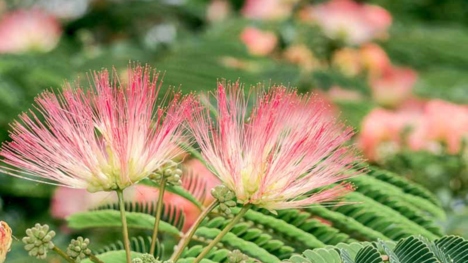 Exploring The Benefits Of Albizia Julibrissin Mimosa Tree And Its