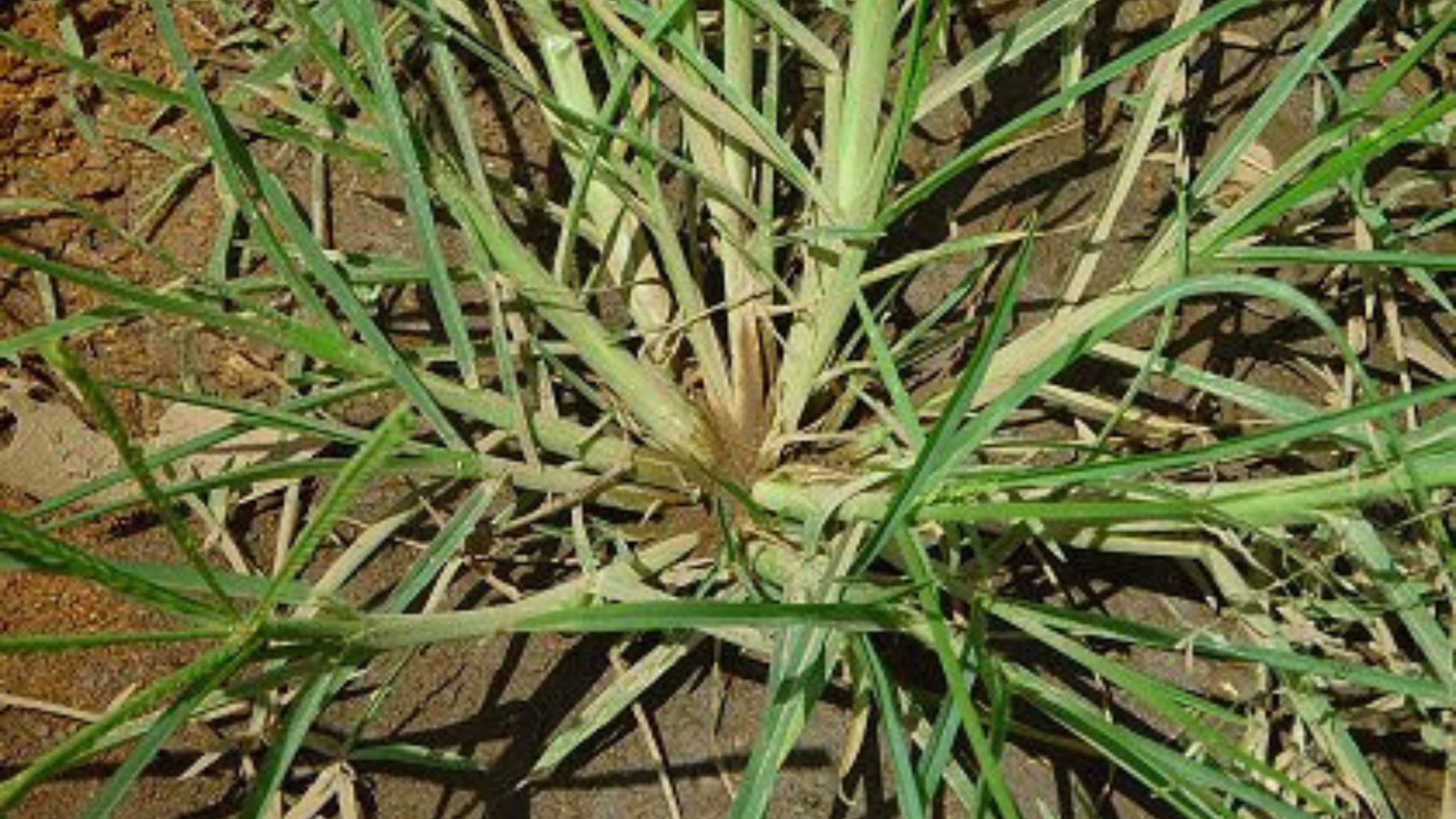 30 Remarkable Benefits of Goosegrass (Eleusine indica) - green garden