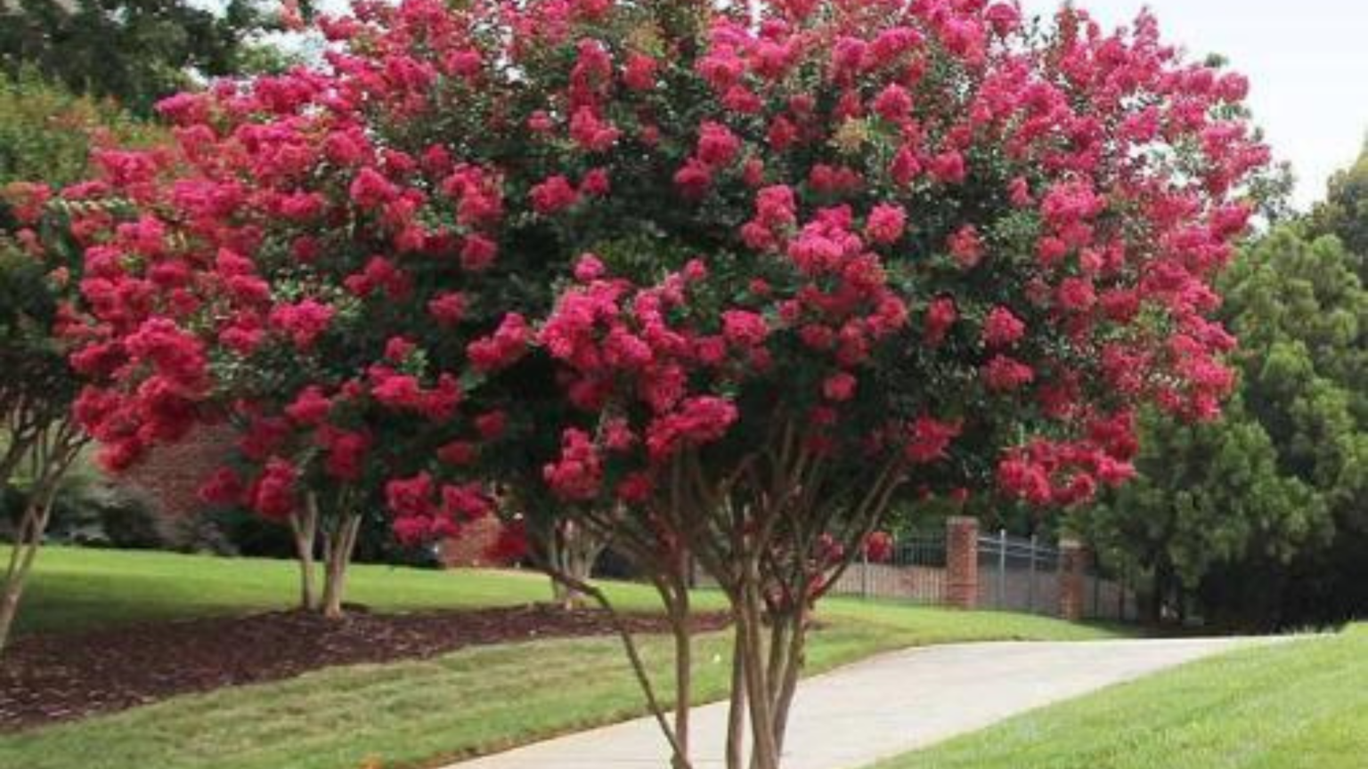 Unlock the Secrets of Pruning Crape Myrtles for Stunning Blooms ...