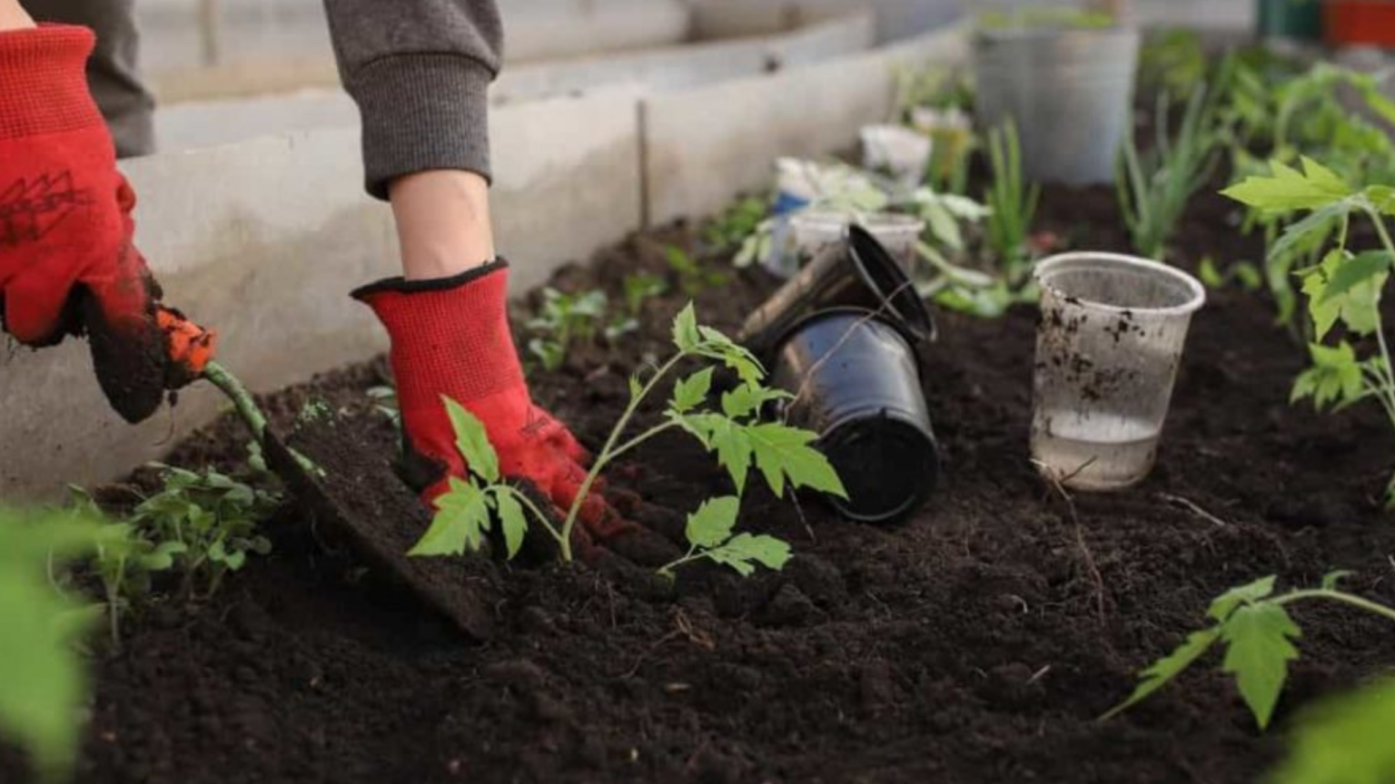 The Essential Guide to Homemade Fertilizers for Your Garden - green garden