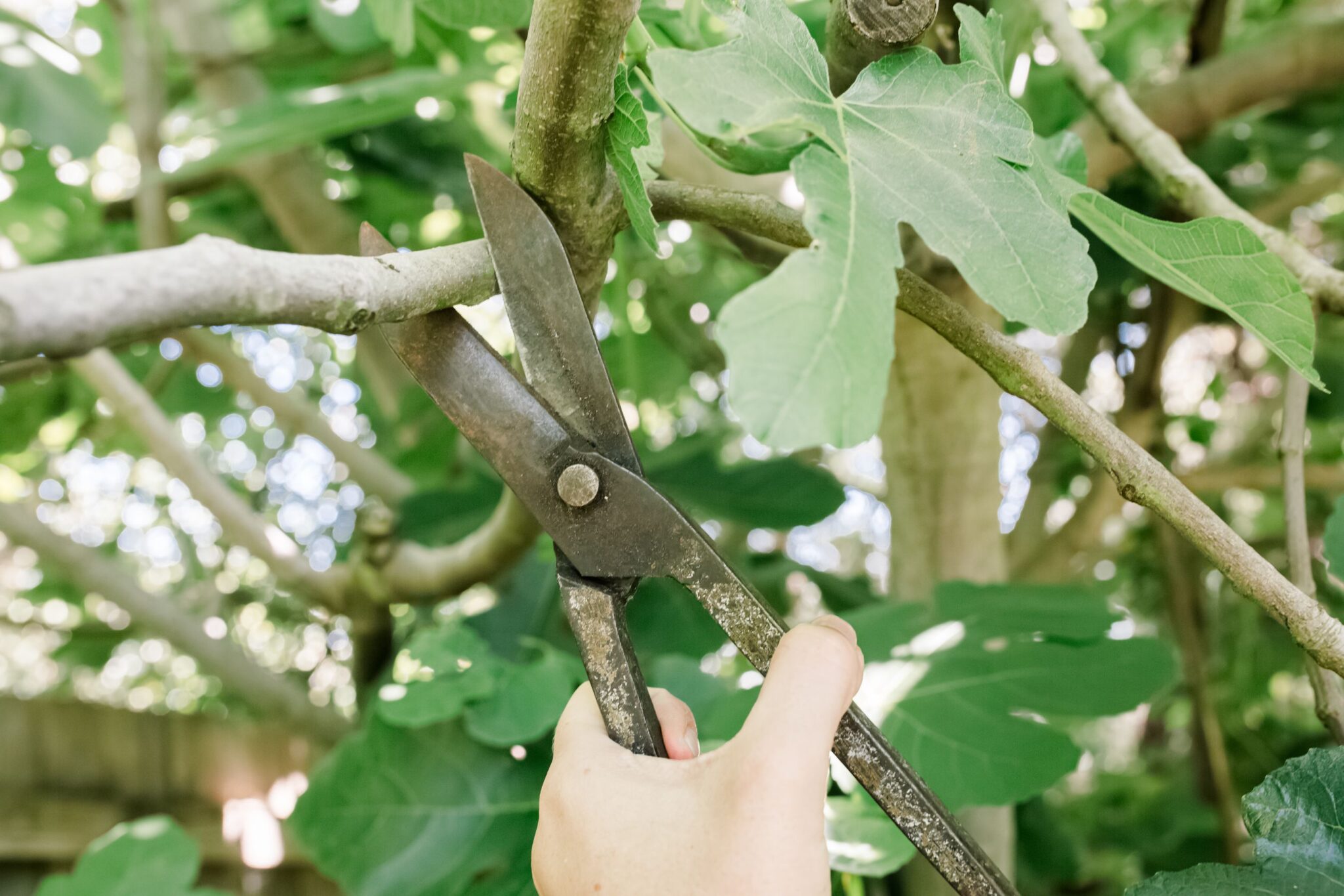 Essential Guide to Pruning Your Fig Tree - green garden