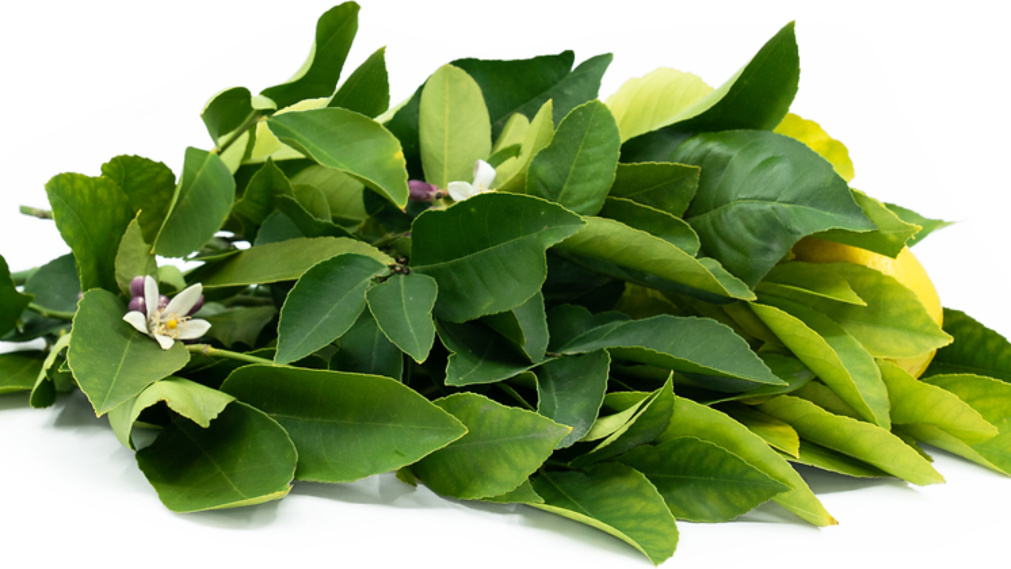 The Incredible Benefits of Lemon Leaves: Nature’s Hidden Treasure ...