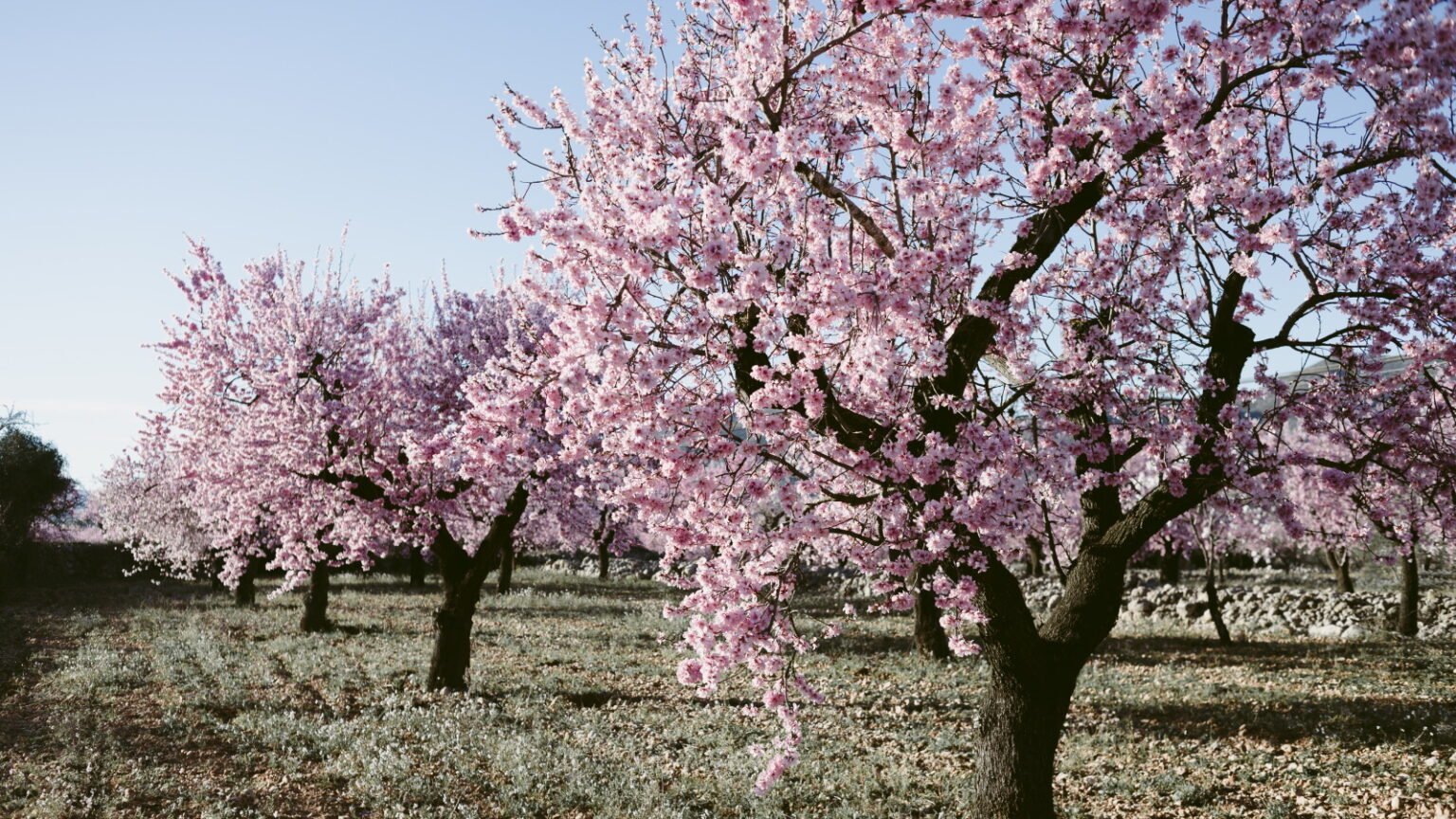 All About Almond Trees: Position, Pruning & Varieties - green garden