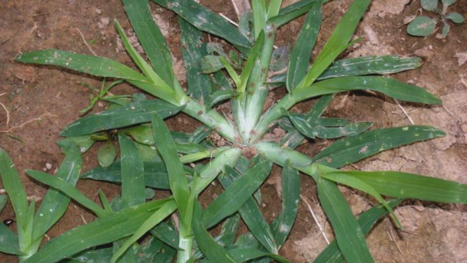 Discover the Natural Benefits of Goose Grass for Kidney Health - green ...