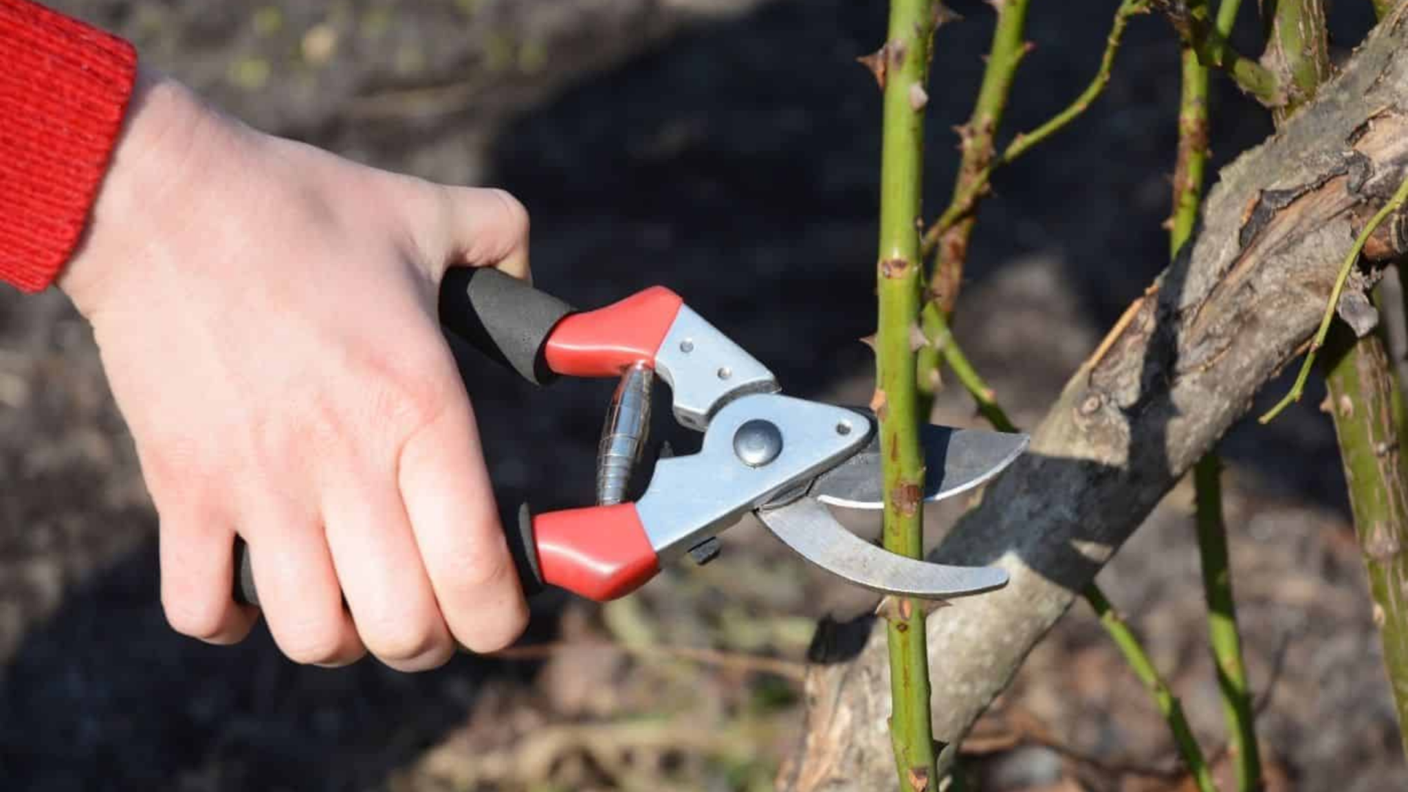 Mastering Rose Pruning: Tailoring Techniques for Each Age - green garden