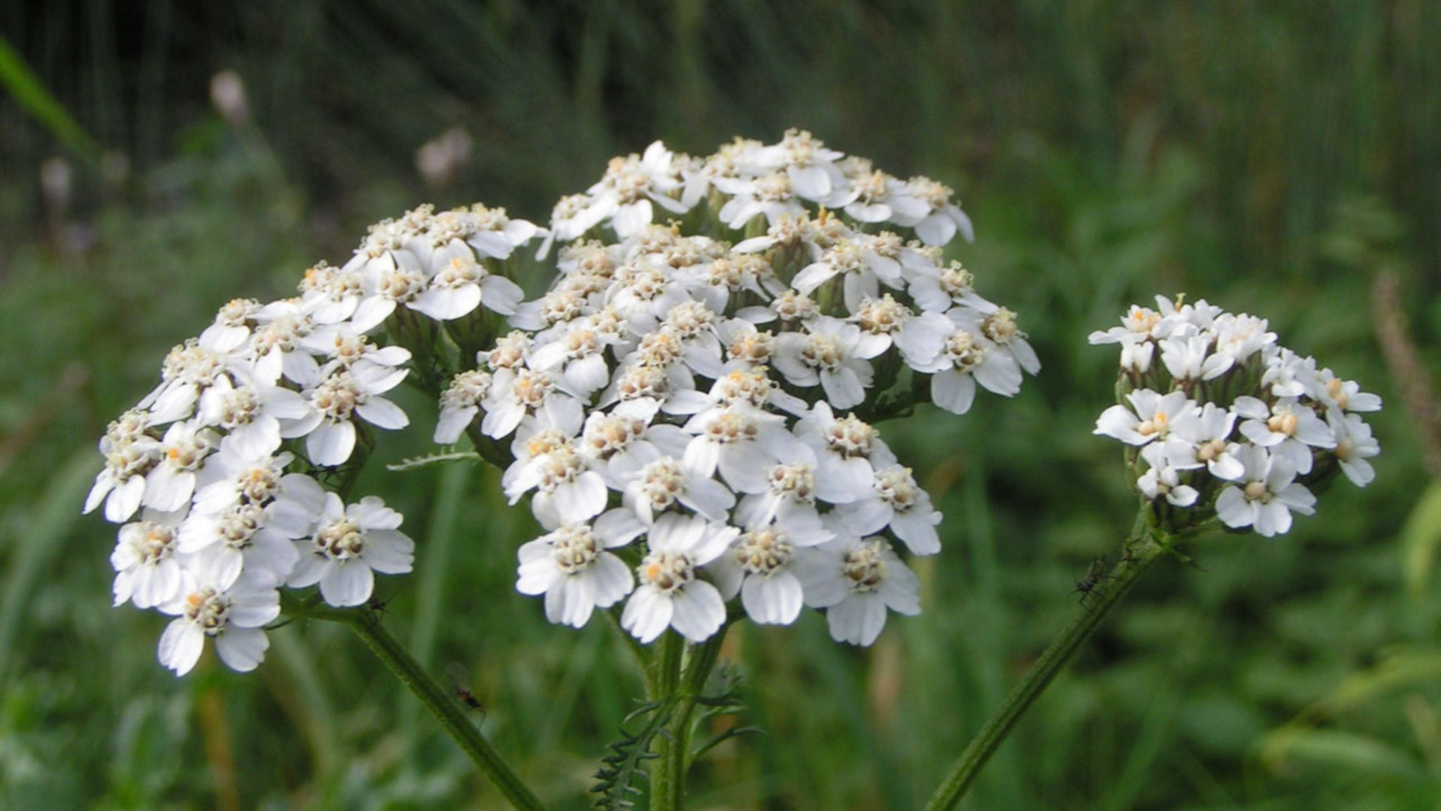 Yarrow: Your Natural Ally for Stopping Bleeding in 3 Simple Steps ...