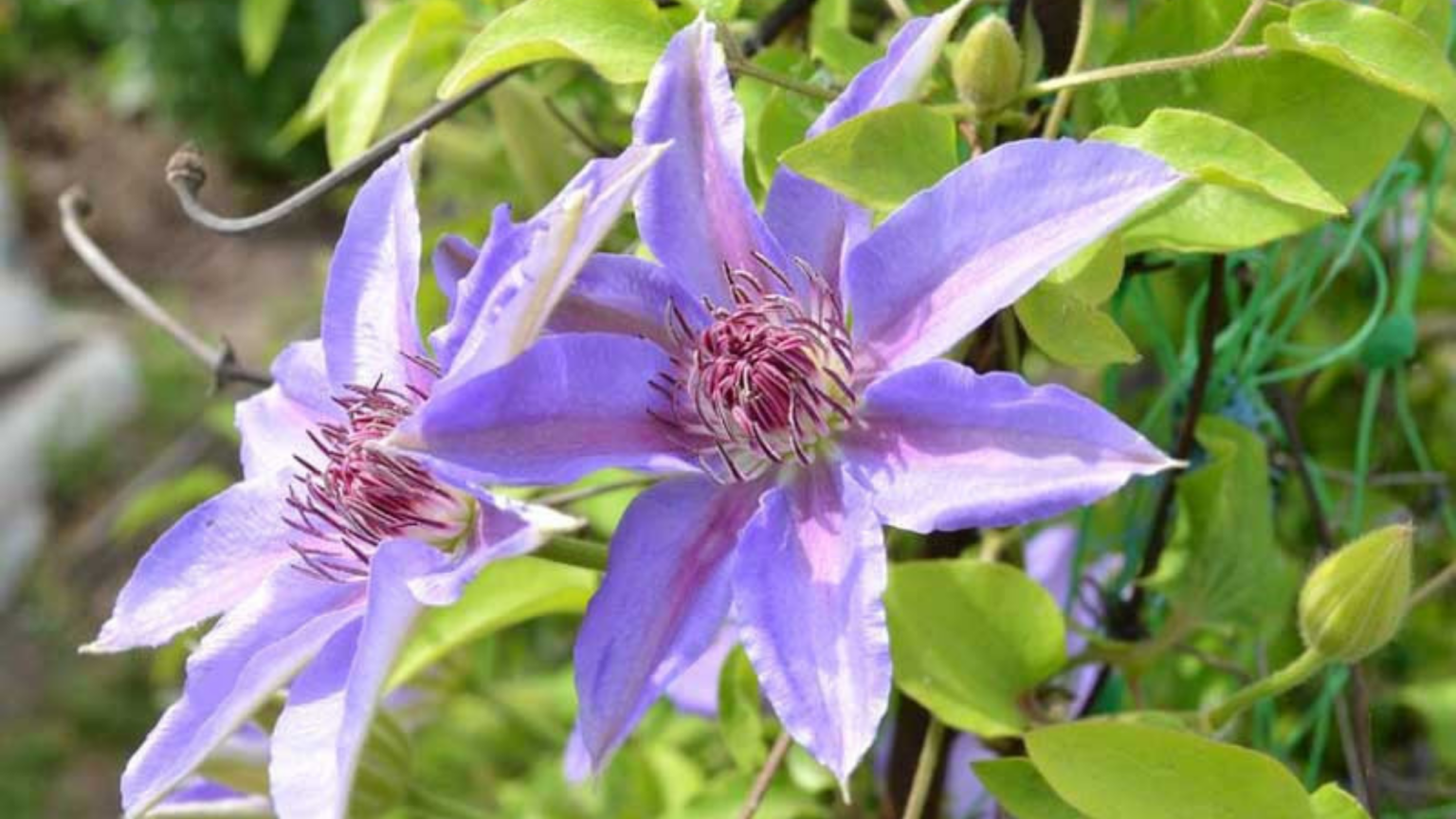 The Ultimate Guide to Pruning Clematis: Timing and Techniques - green ...