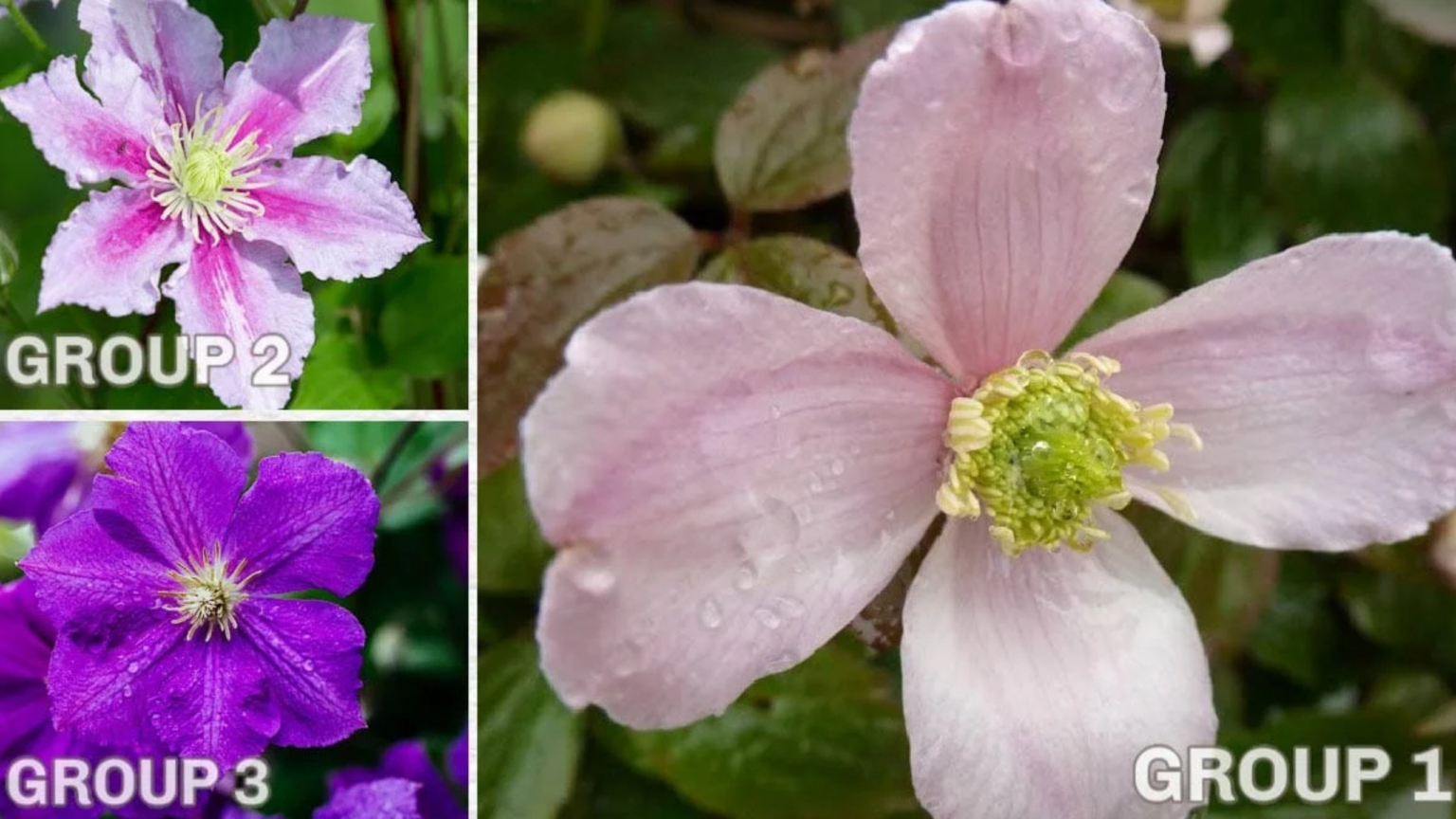The Ultimate Guide to Pruning Clematis: Timing and Techniques - green ...