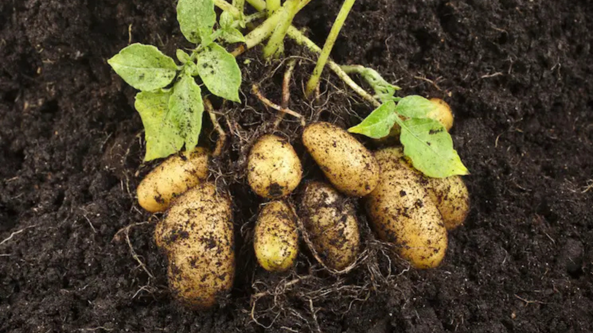 Growing Perfect Potatoes: A Comprehensive Guide - green garden