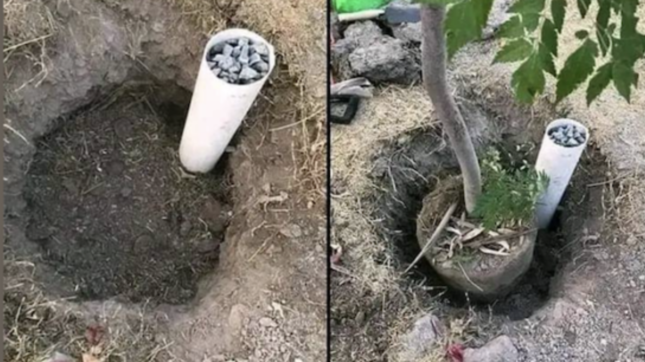 Innovative Tree Watering with PVC Pipes - green garden