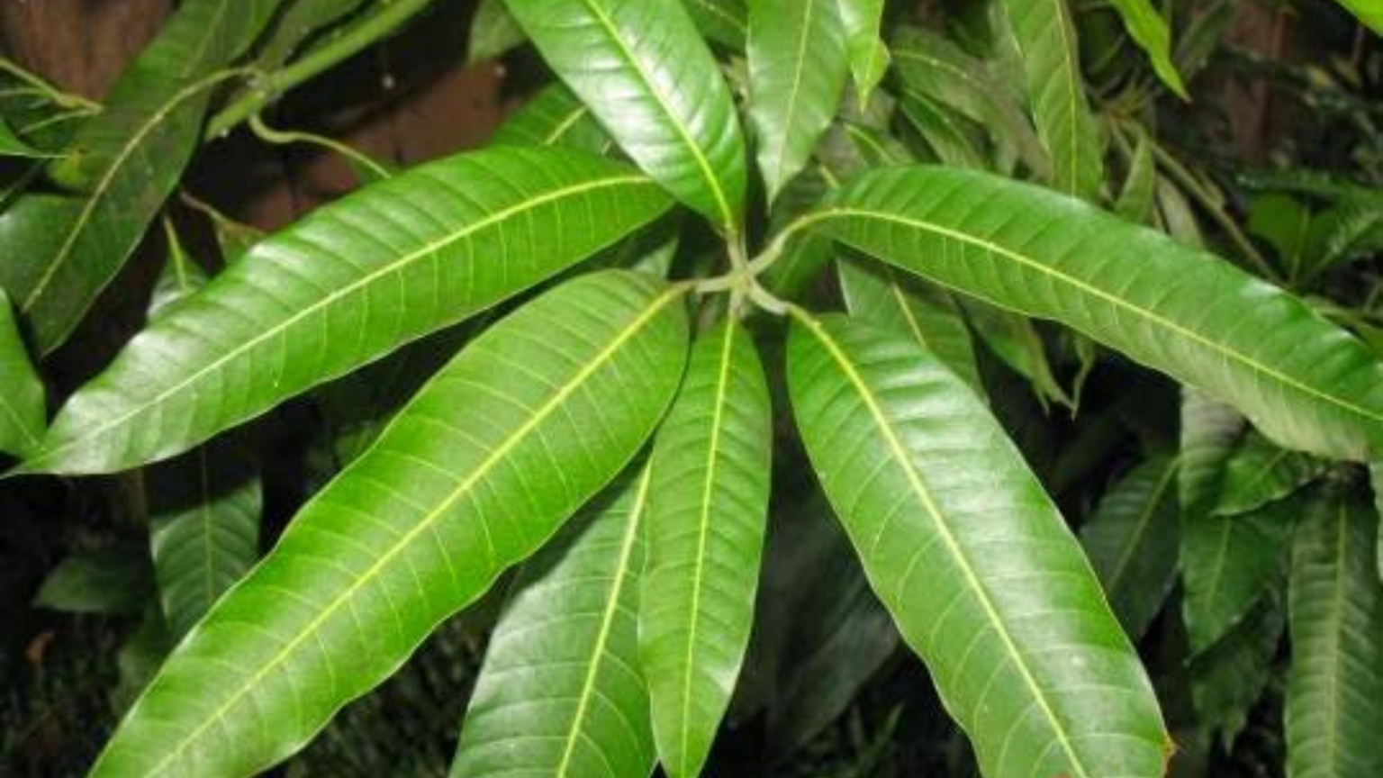 Unlocking the Benefits of Mango Leaves: 30 Uses and Remedies - green garden