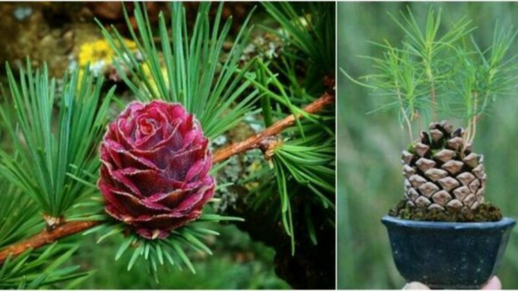 How to Grow Pine Trees from a Pine Cone and Their Care - green garden