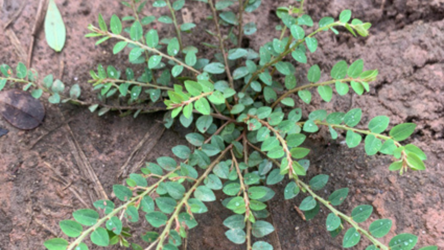 Stone Breaker (Phyllanthus niruri): An Incredible Herb with 25 Benefits ...