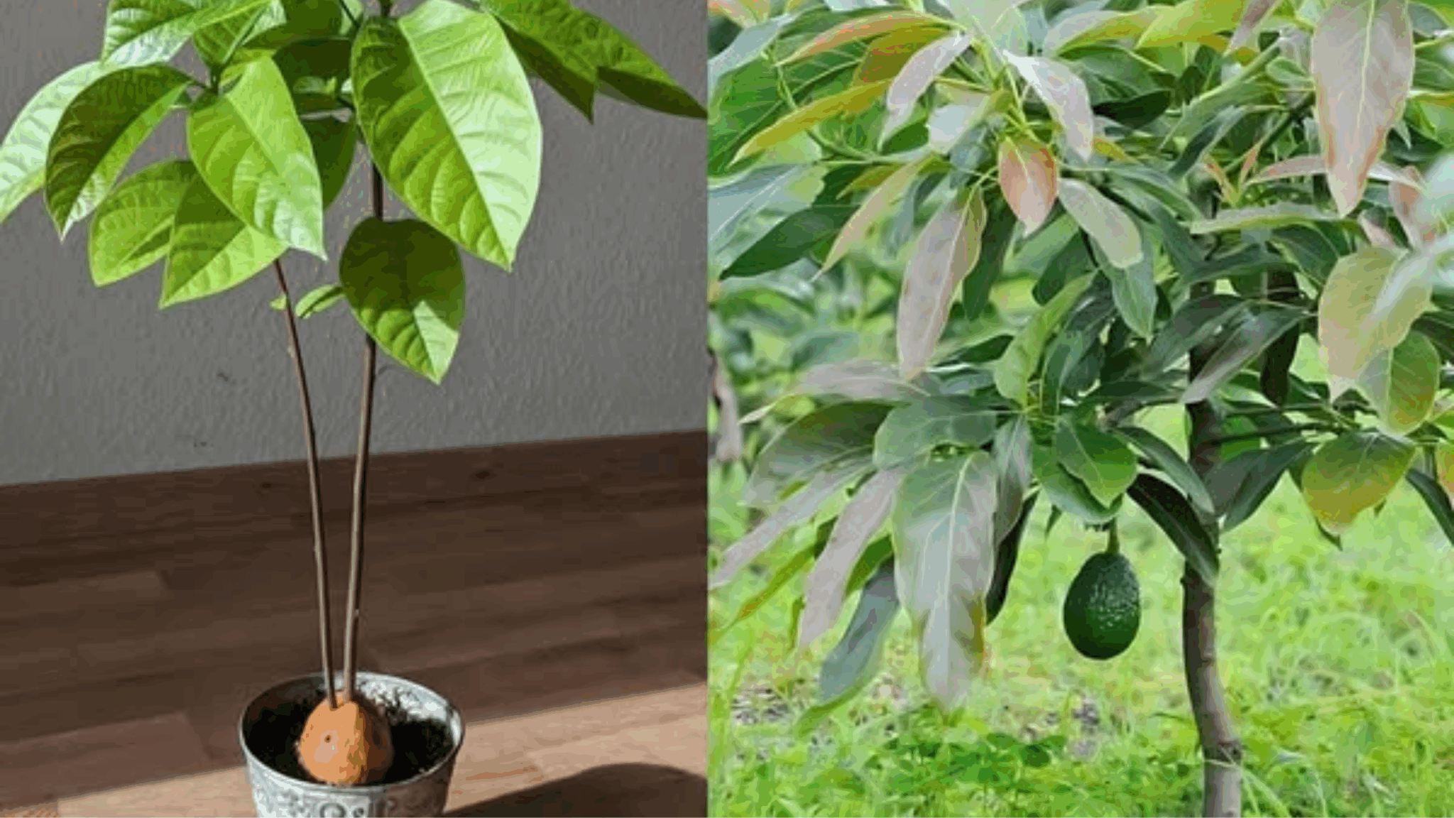 How to Grow an Avocado: The Ultimate Guide to Germinating and ...