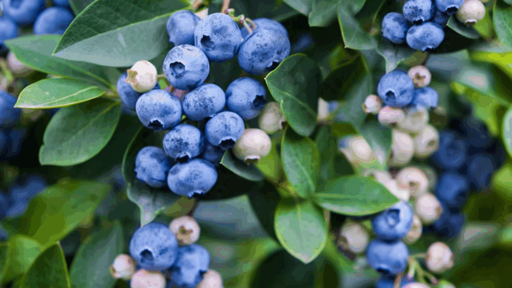The Ultimate Guide to Propagating Blueberries: Tips for a Bountiful ...