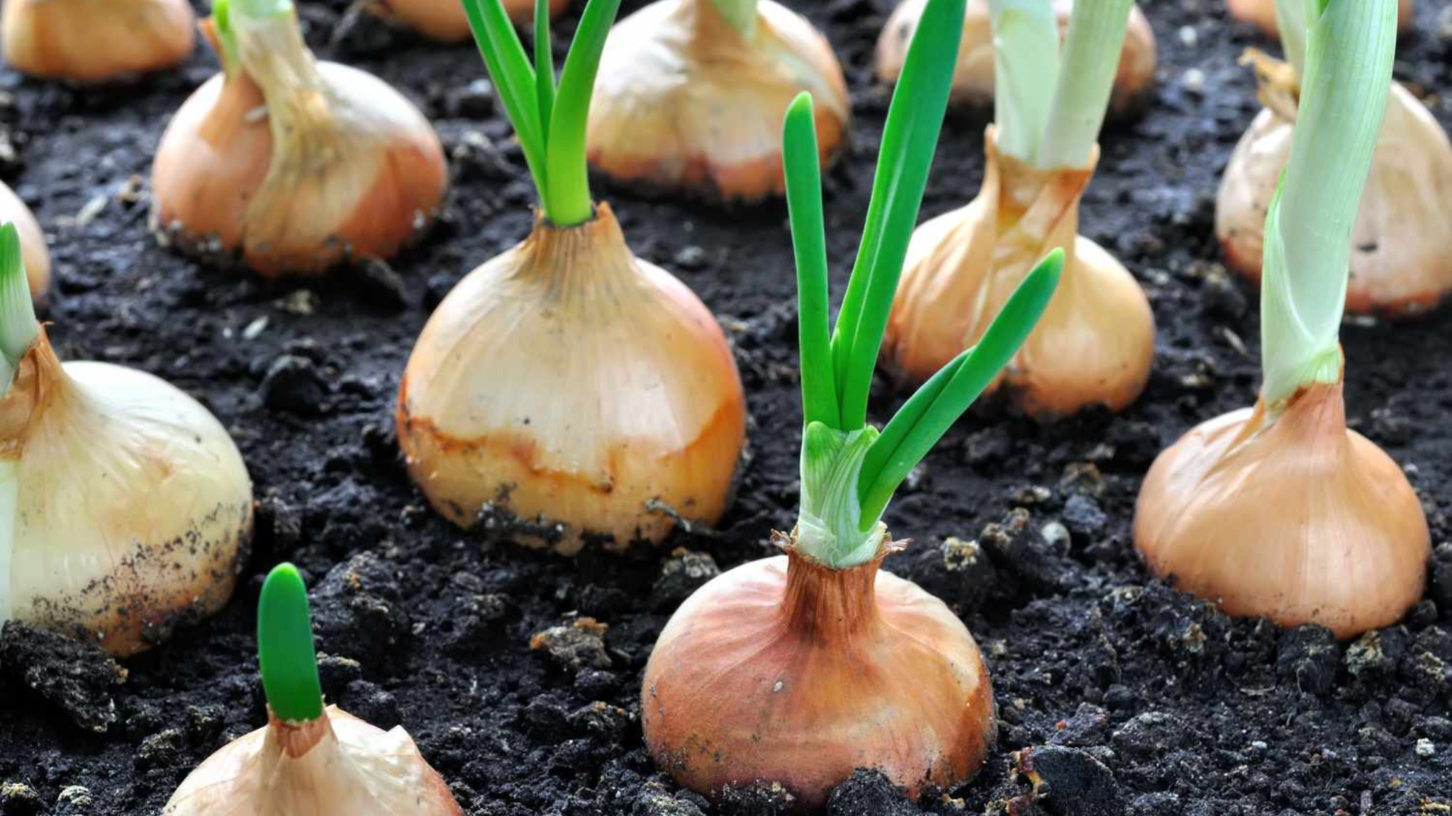 9 Companion Plants That Enhance Onion Growth in Your Garden - green garden