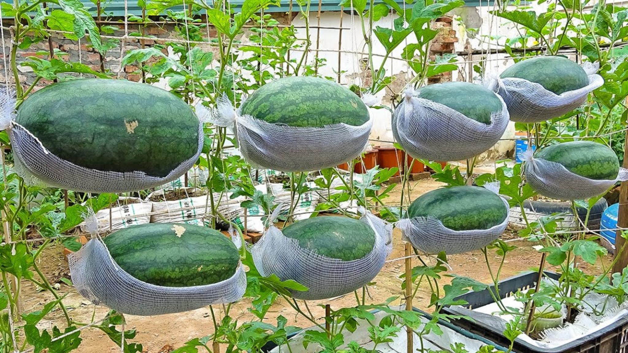 Growing Watermelons in Hanging Gardens: A Beginner's Guide - green garden