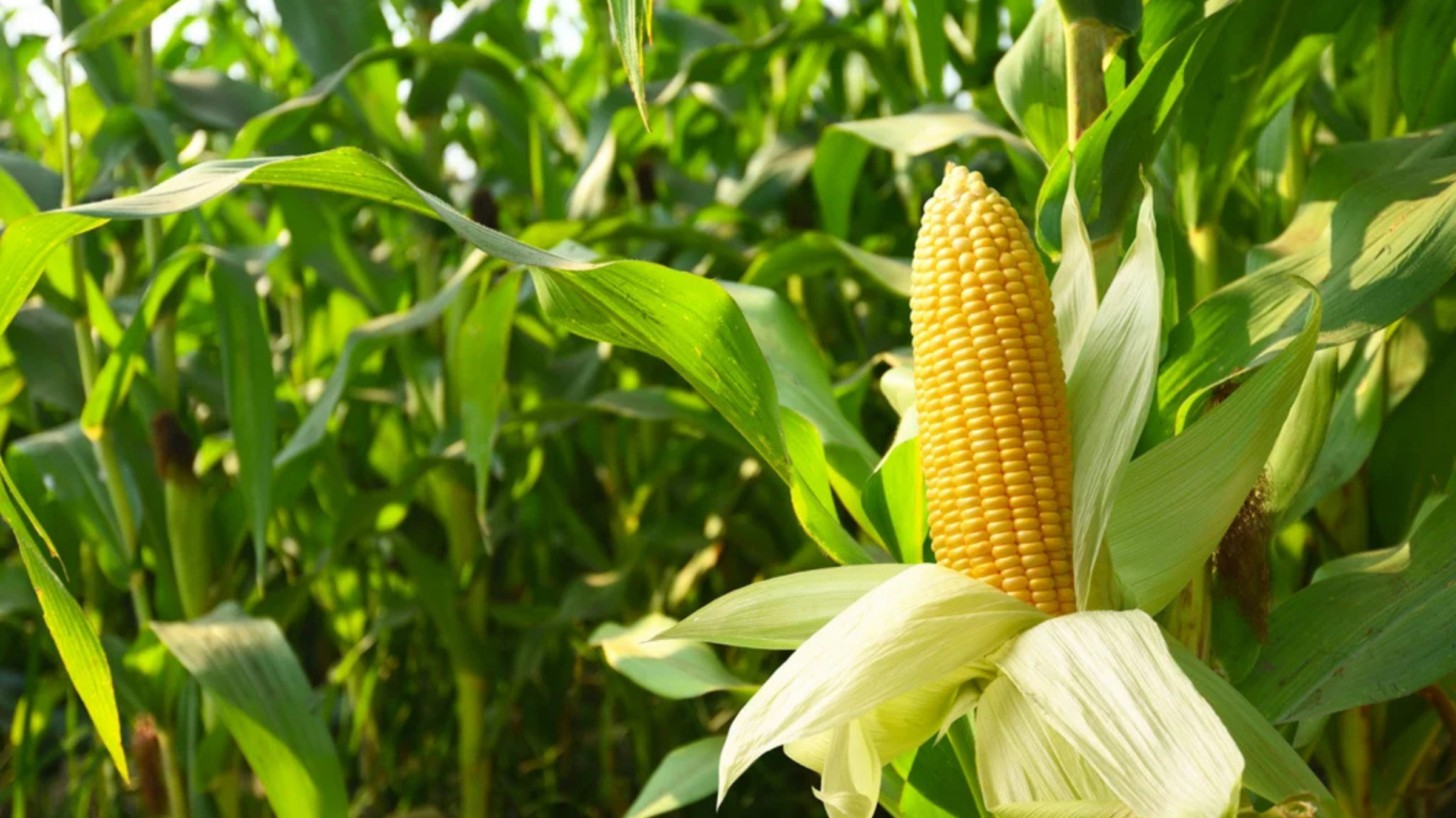 Discover the Secrets of the Traditional Milpa Farming System! - green ...
