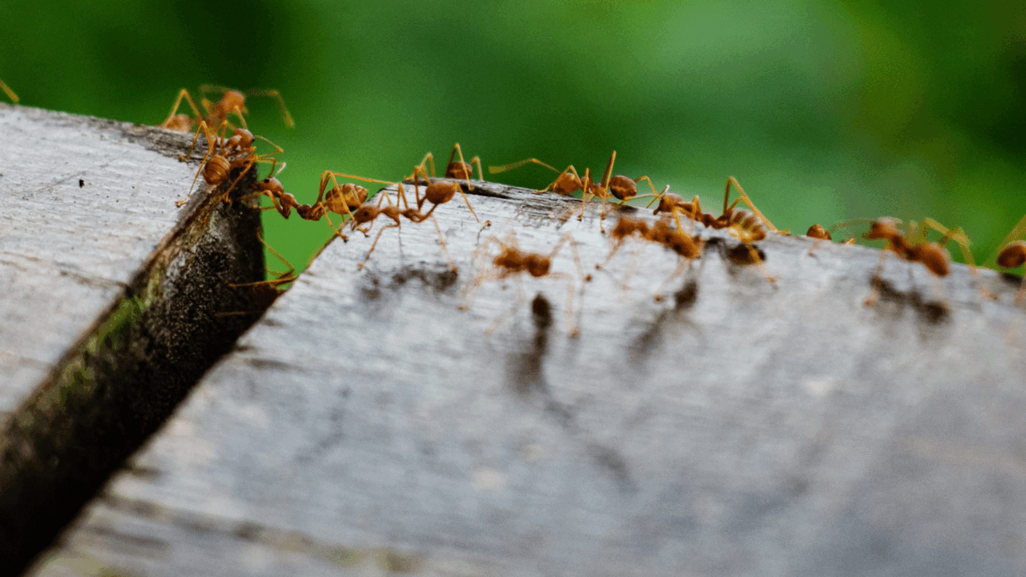 9 Natural Substances to Repel Ants: A Gentle and Eco-Friendly Method to ...