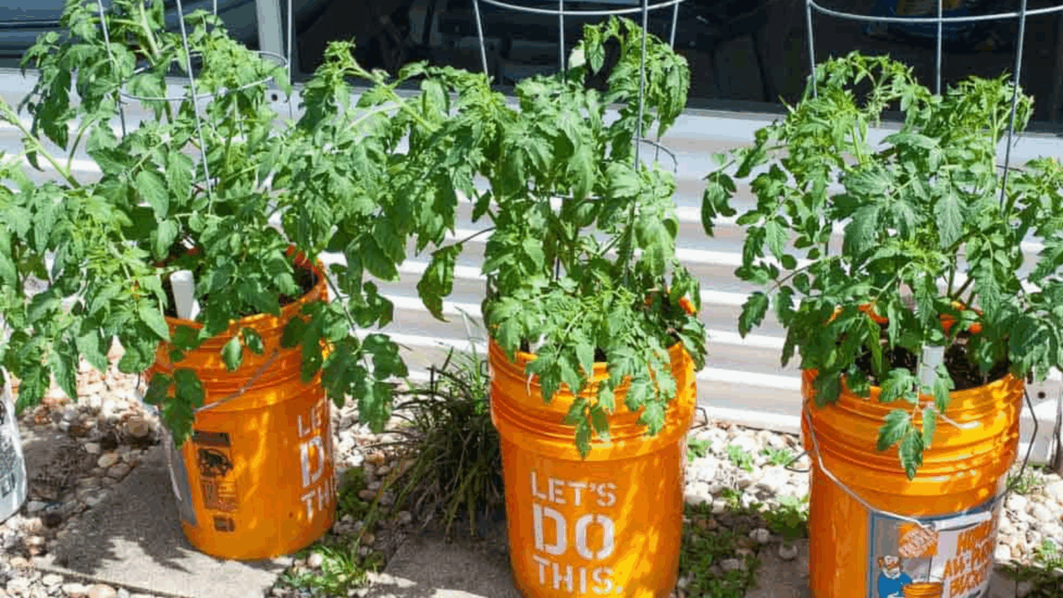 Extraordinary 5 Gallon Bucket Tomatoes Gallery