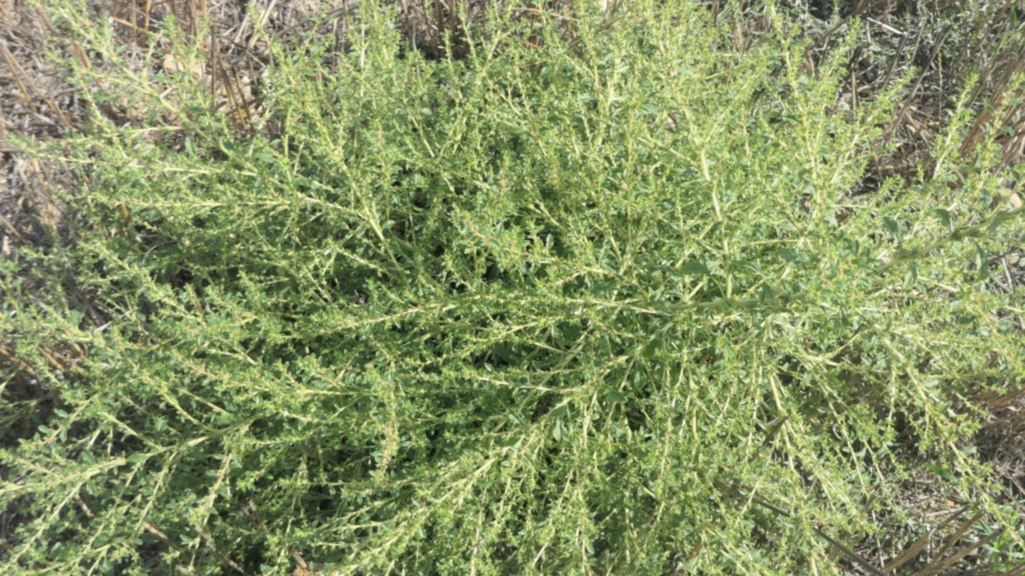 Uncover the Garden Treasure: Bledo Blanco – Nature’s Superfood and ...