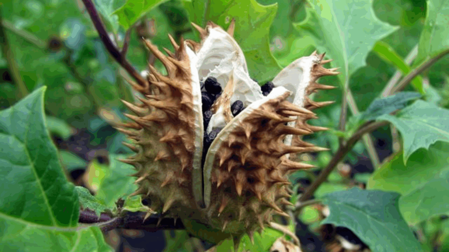 The Datura Genus: A Beautiful Yet Deadly Plant You Should Absolutely ...