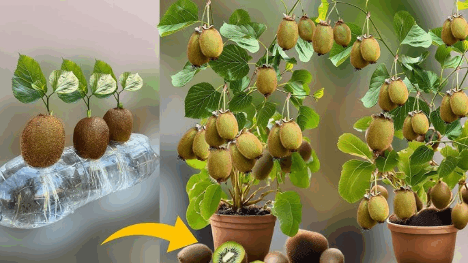 How to Successfully Grow Kiwi from Seed: A Step-by-Step Guide - green ...