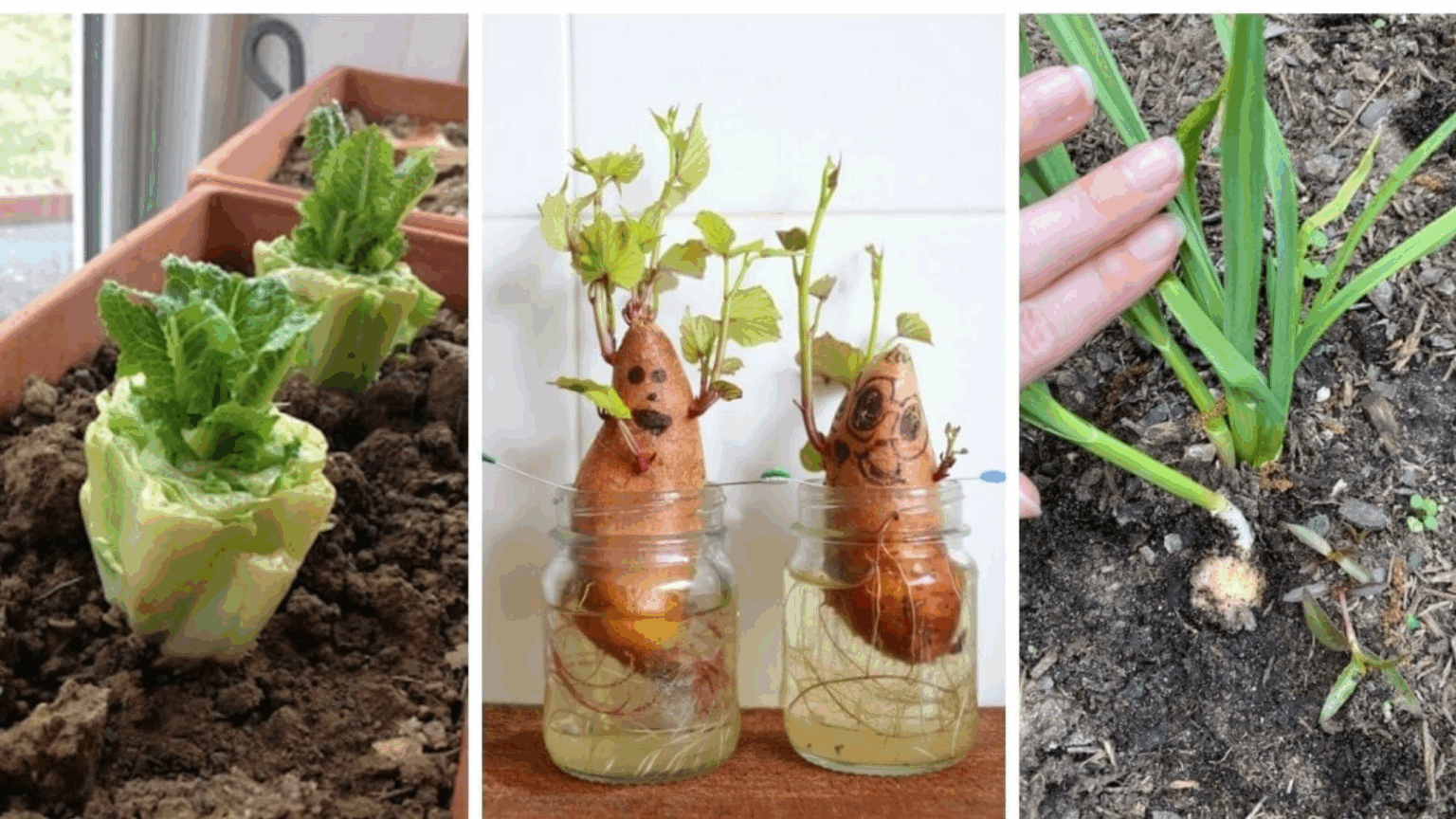 7 Vegetables You Can Buy Once and Regrow Forever: A Simple Guide to ...