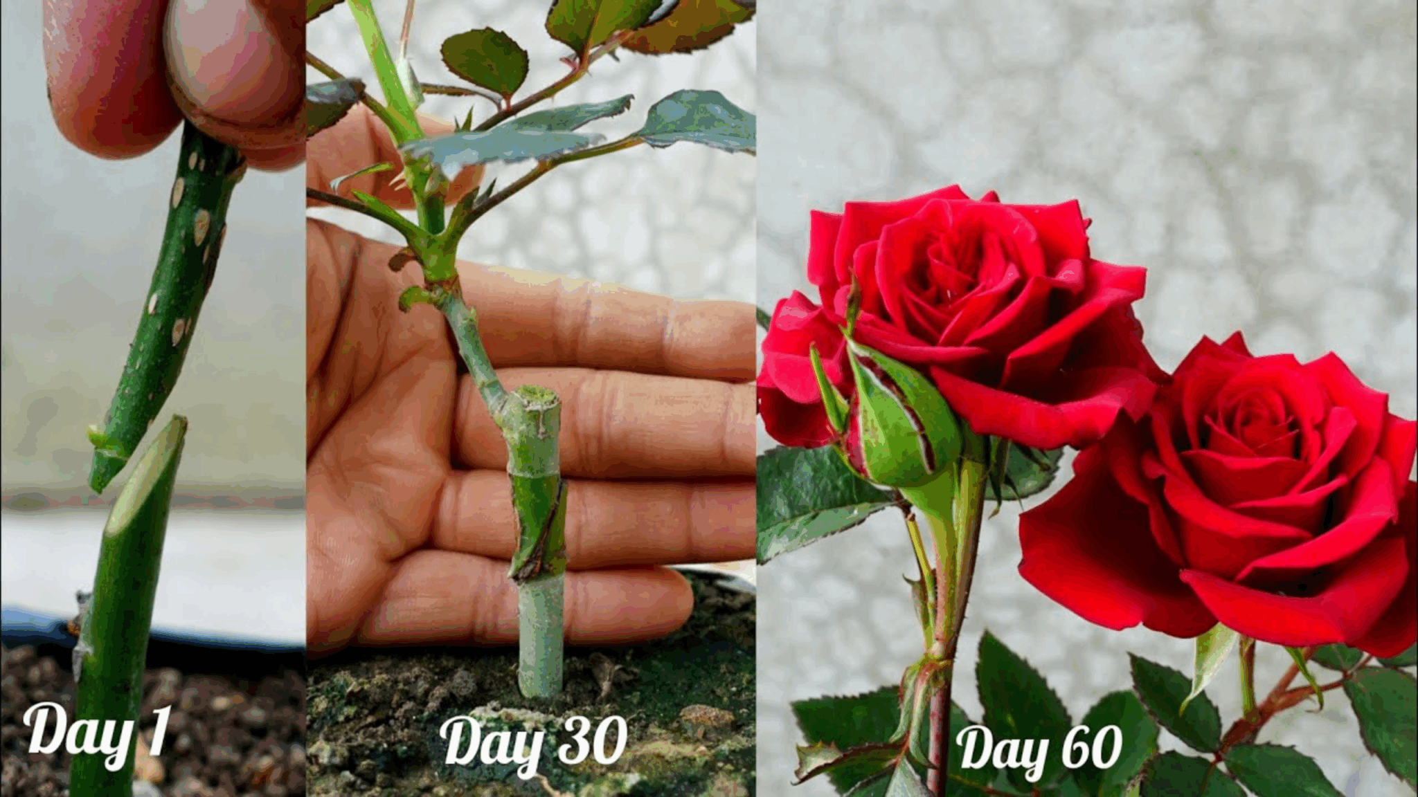 Grafting Roses of Different Colors: A Step-by-Step Guide for Shrub ...