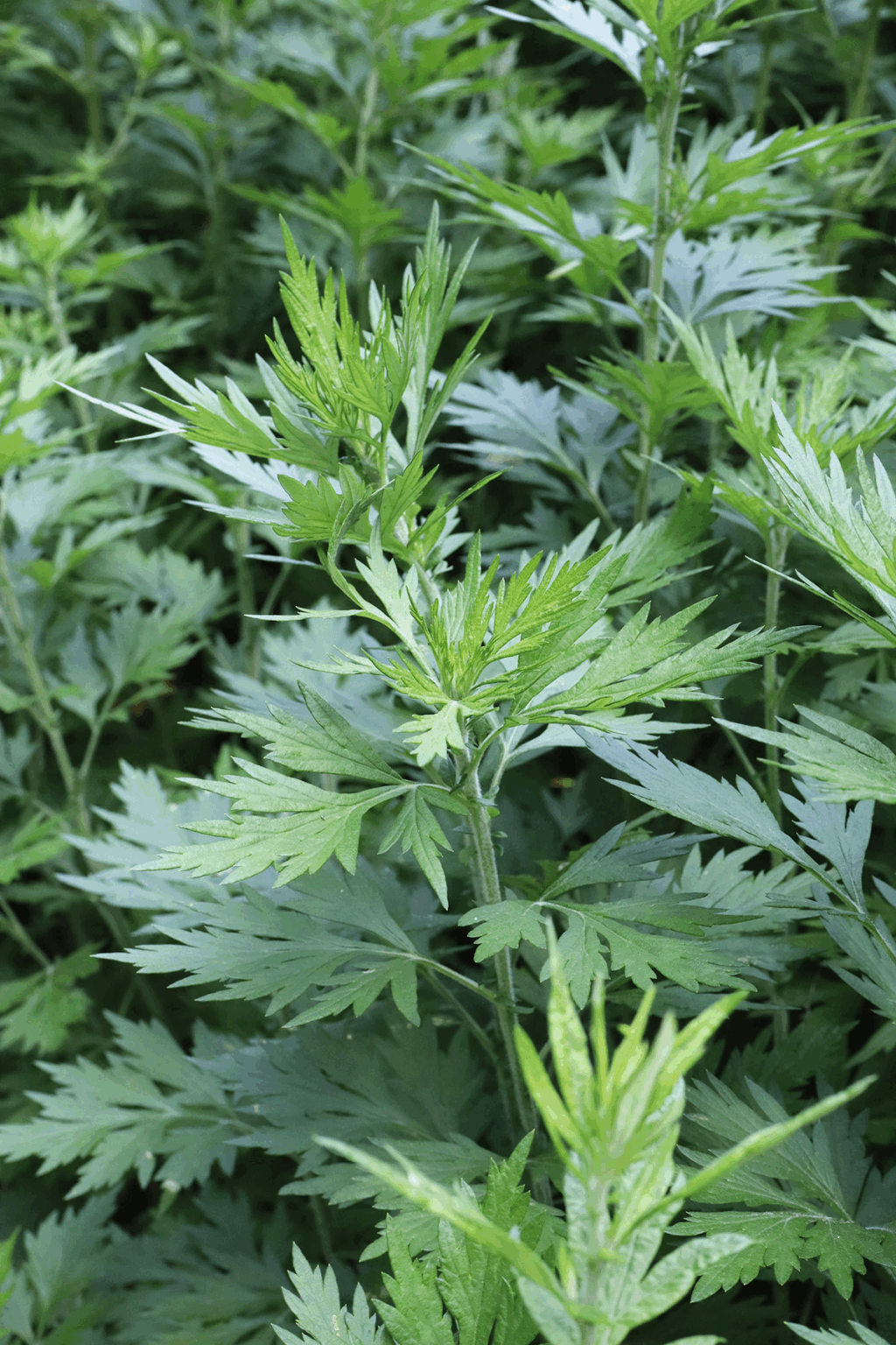 Mugwort Plant: Discover Its Benefits, Properties, and Uses - green garden