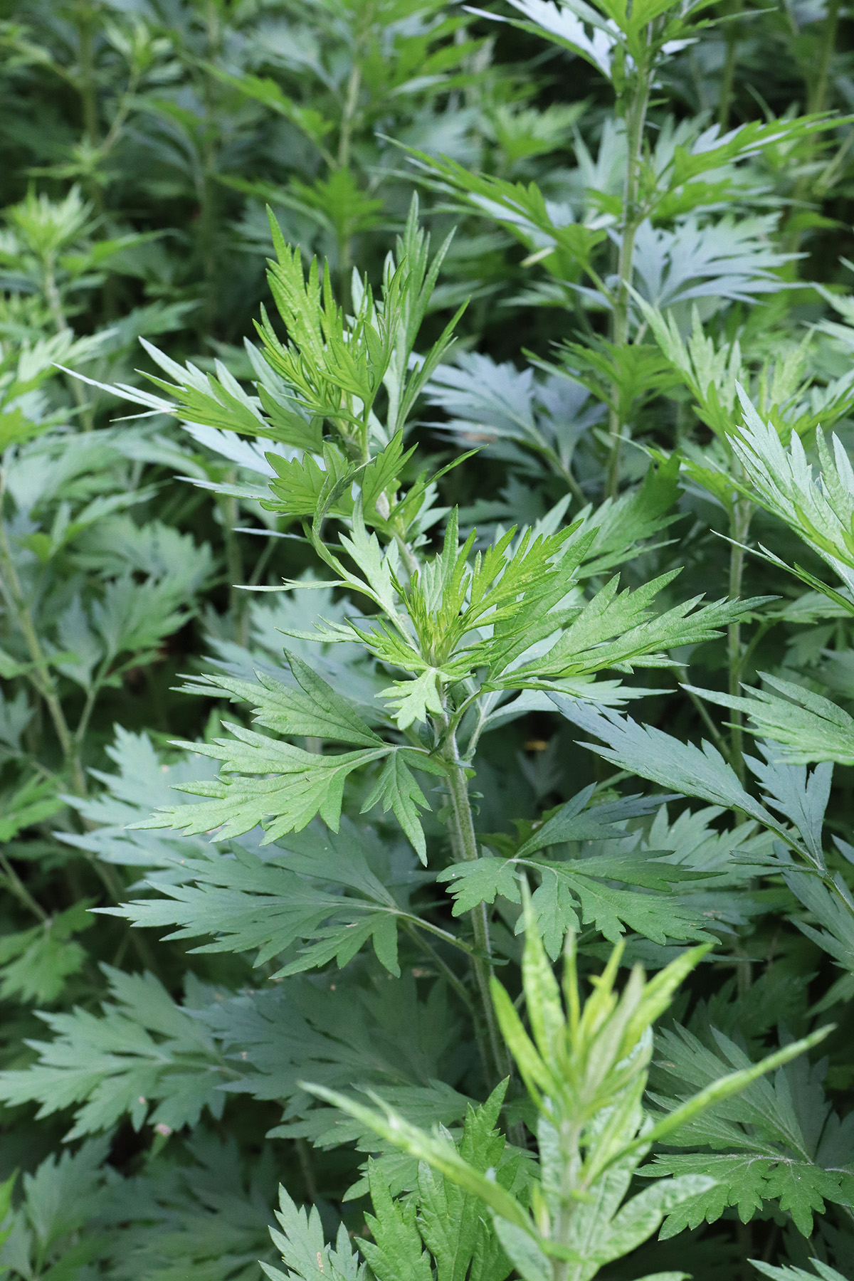 Mugwort Plant: Discover Its Benefits, Properties, and Uses - green garden