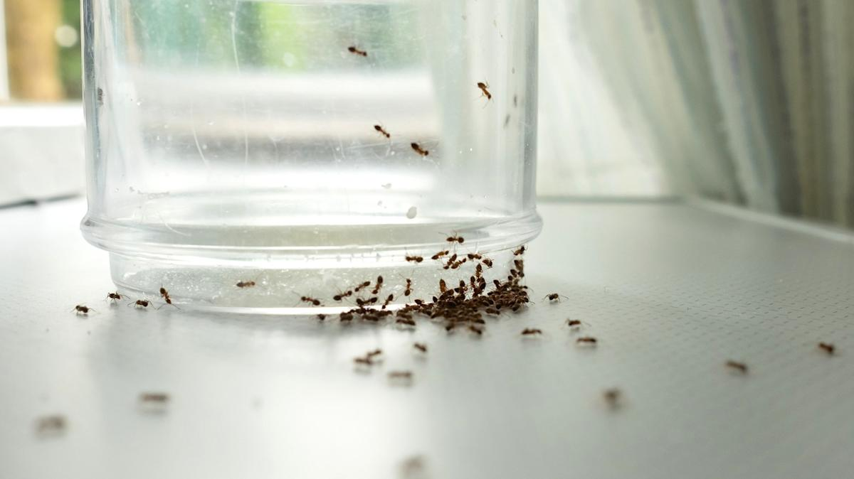 DIY Natural Ant Spray: Keep Your Home Bug-Free Without Chemicals ...