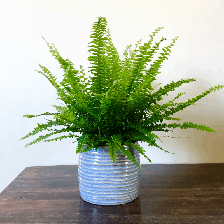 How to Care for Ferns: A Comprehensive Guide - green garden