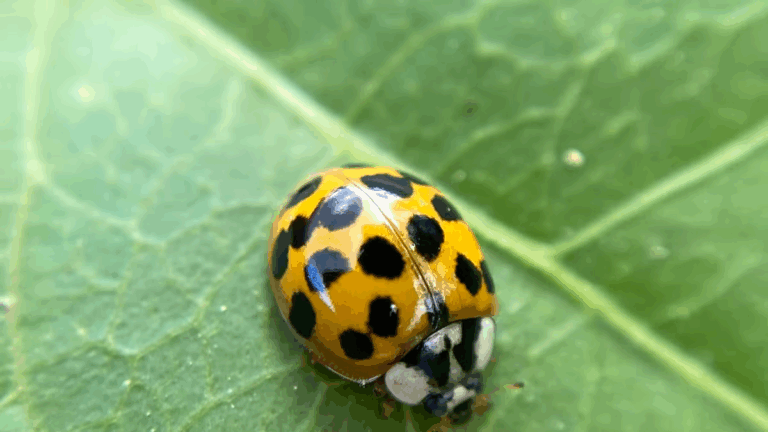 🐞 How to Tell a Ladybug from an Asian Beetle: Spot the Difference and ...