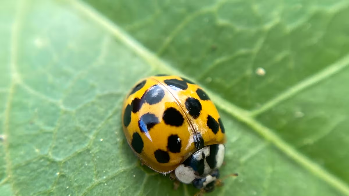 🐞 How to Tell a Ladybug from an Asian Beetle: Spot the Difference and ...