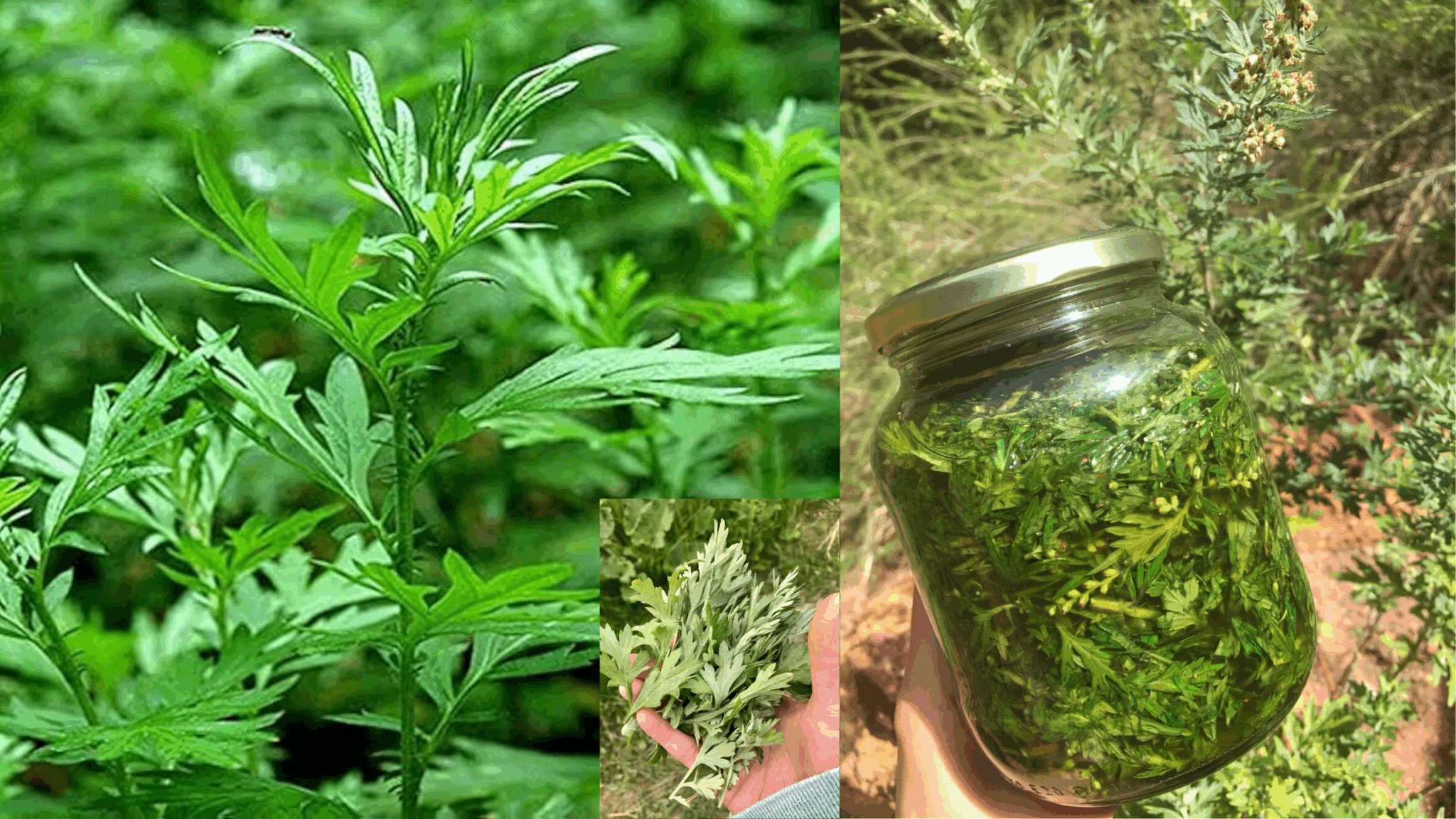 Mugwort Plant: Discover Its Benefits, Properties, and Uses - green garden